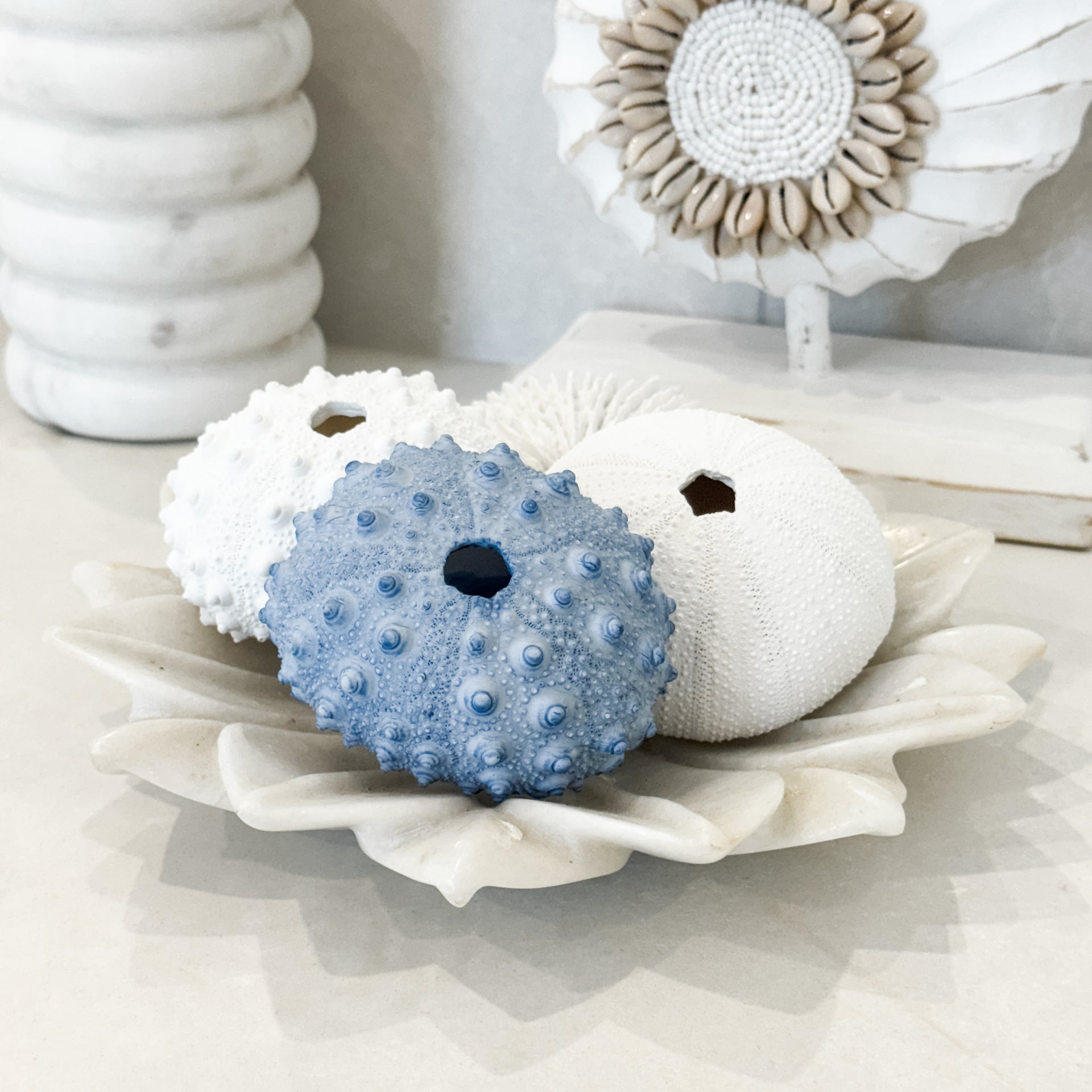 Sea Urchin Knobby Coral | Poly Resin