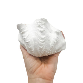 Clam Shell | Resin