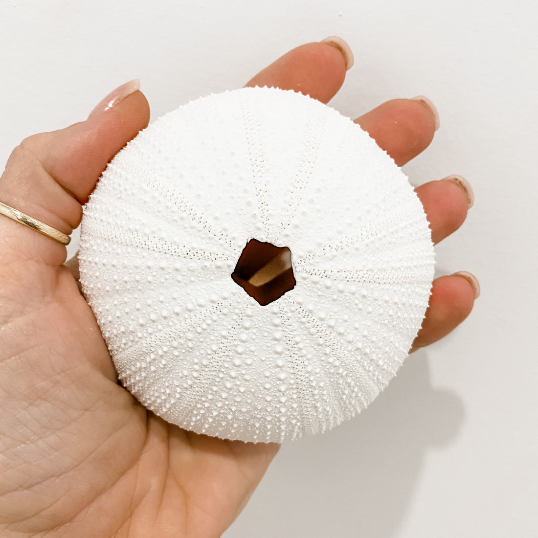 Sea Urchin Coral | Poly Resin